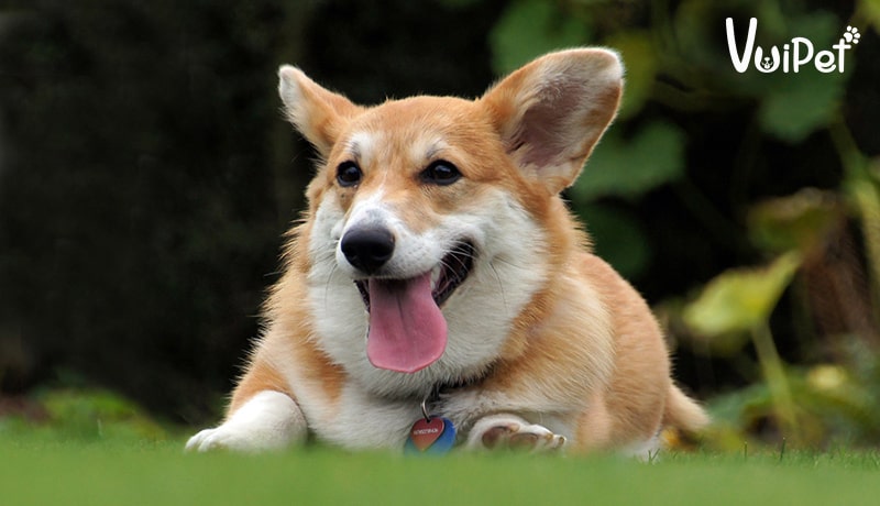 [Kinh nghiệm] Chó Corgi ăn gì? Cách nuôi chó Corgi mập, khoẻ