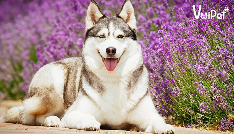 Những "gương mặt vàng" trong làng chó cảnh đẹp nên nuôi