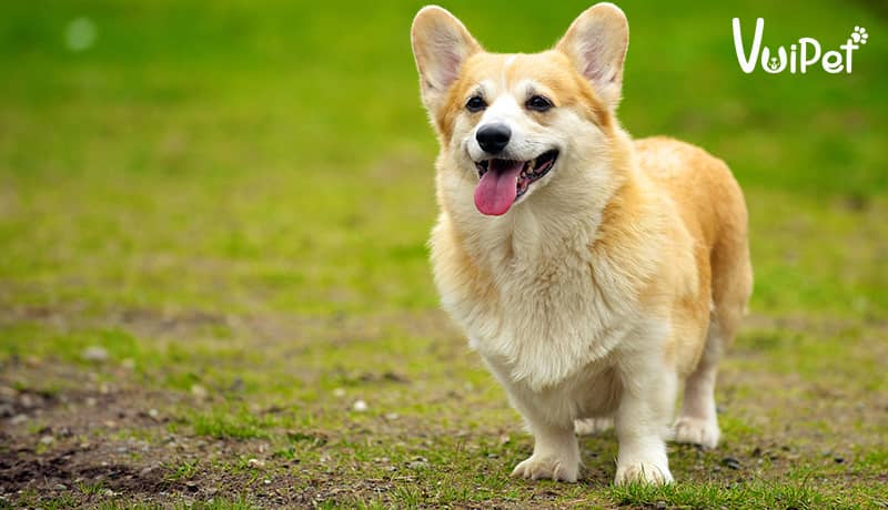 Những "gương mặt vàng" trong làng chó cảnh đẹp nên nuôi