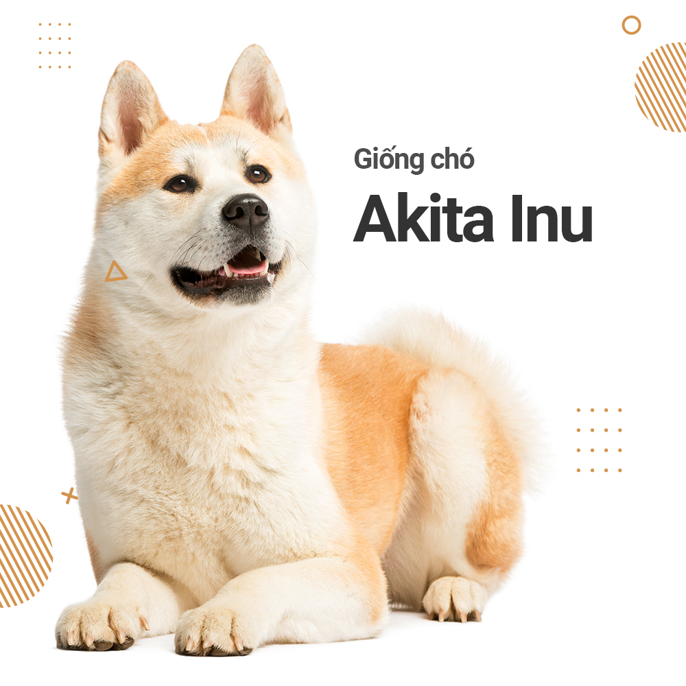 AKITA INU | Đặc điểm, tính cách và Chó AKITA giá bao nhiêu?