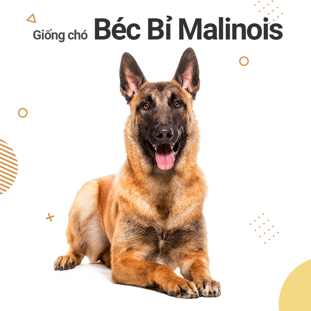 [Chó chăn cừu Bỉ - chó Béc Bỉ] Thông tin chi tiết và đầy đủ nhất