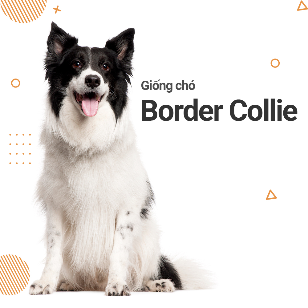 Hình ảnh chó Border Collie và đặc điểm của chó Collie biên giới