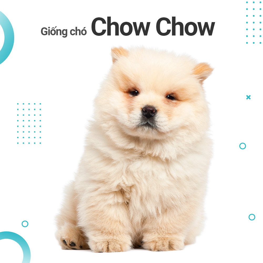 Hình ảnh của chó Chow Chow - chó xù Chou Chou và đặc điểm