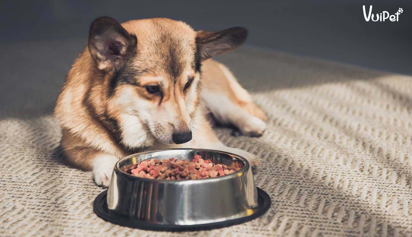 [Kinh nghiệm] Chó Corgi ăn gì? Toàn tập Cách nuôi Chó Corgi Mập, Khoẻ