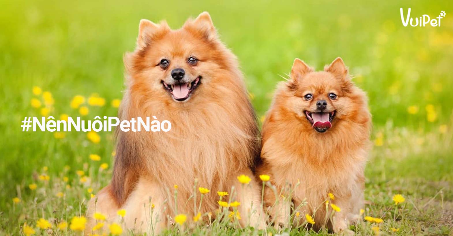 Điểm danh top 6 giống CHÓ LÔNG XÙ đẹp và đáng nuôi nhất