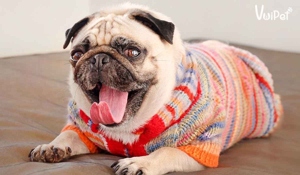 CHÓ PUG (Pug Mặt Xệ) - Đặc điểm - Cách nuôi - Giá Chó PUG