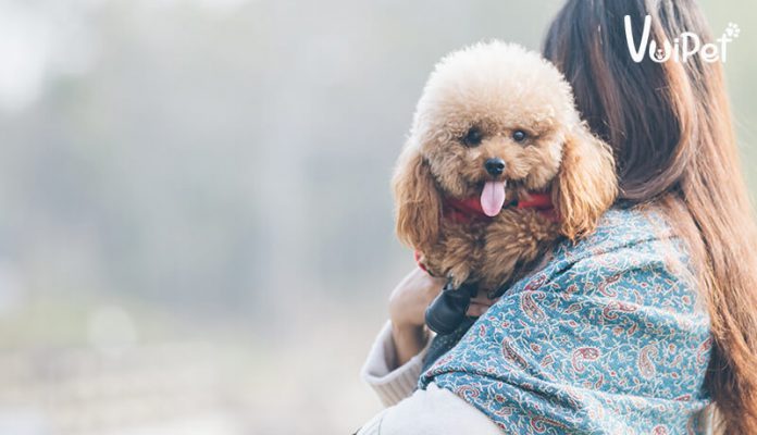 CHÓ POODLE | Đặc điểm - Cách nuôi - Giá mua chi tiết nhất