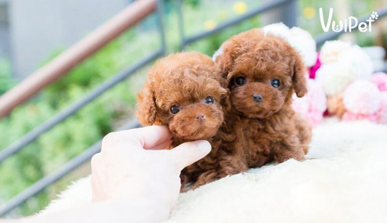 CHÓ POODLE | Đặc điểm - Cách nuôi - Giá mua chi tiết nhất