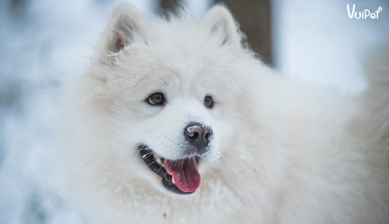 Chó Samoyed | A-Z Đặc điểm - Cách nuôi - Giá chó Samoyed