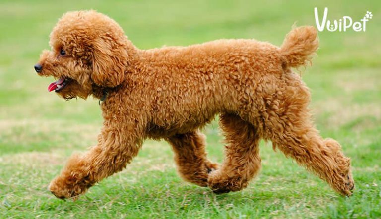 CHÓ POODLE | Đặc điểm - Cách nuôi - Giá mua chi tiết nhất