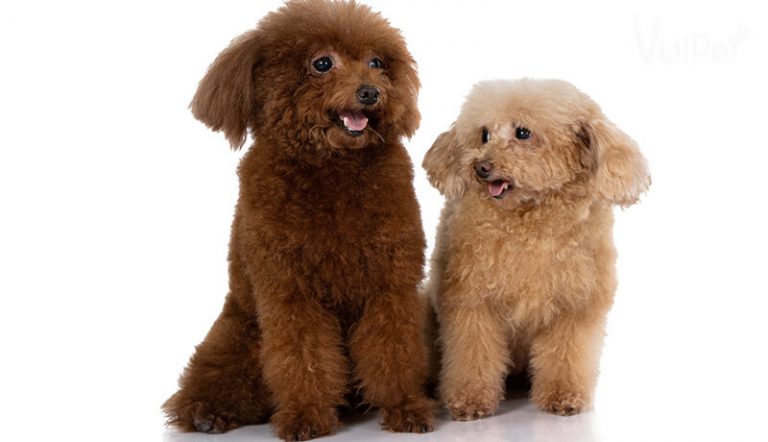 CHÓ POODLE | Đặc điểm - Cách nuôi - Giá mua chi tiết nhất