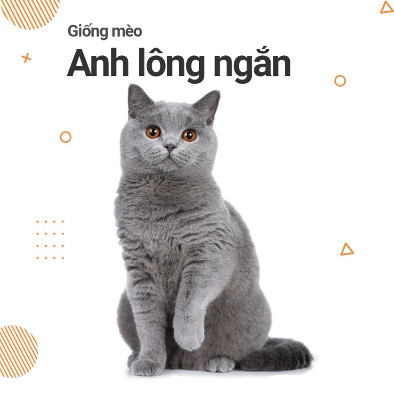 Các giống mèo