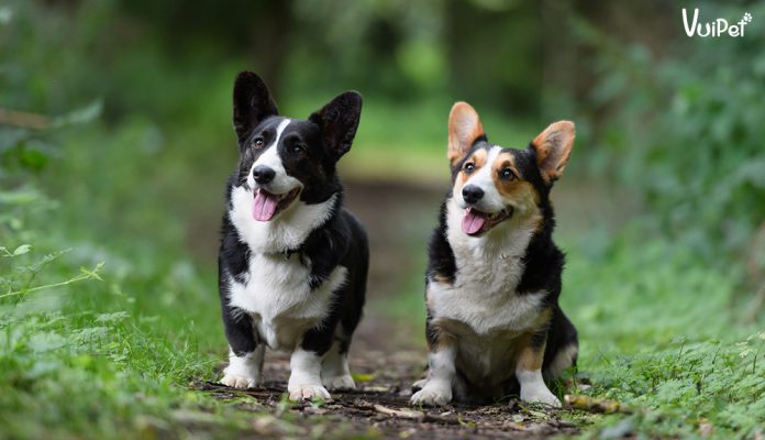 Giá Chó Corgi 2024: Địa Chỉ Mua Uy Tín & Kinh Nghiệm Hữu Ích