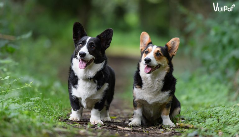 Giá Chó Corgi 2024: Địa Chỉ Mua Uy Tín & Kinh Nghiệm Hữu Ích