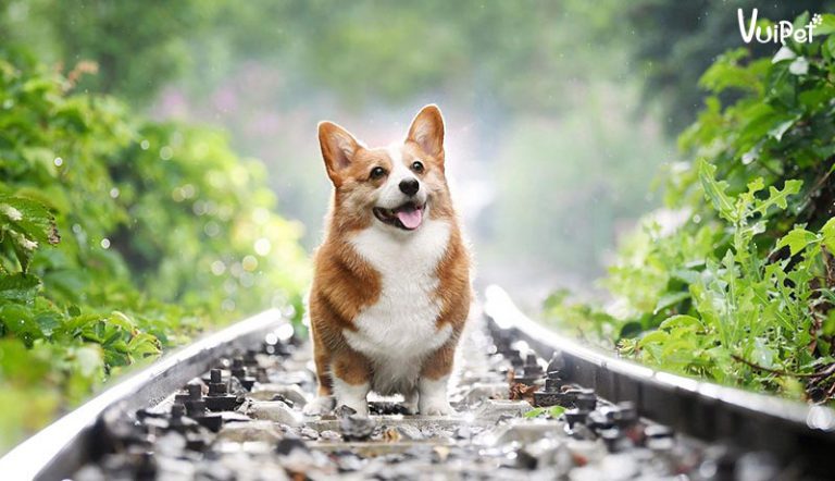 Giá Chó Corgi bao nhiêu? Bảng Giá Chó Corgi chuẩn nhất