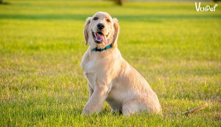 Golden Retriever | A-Z về Đặc điểm- Tính cách- Giá chó Golden