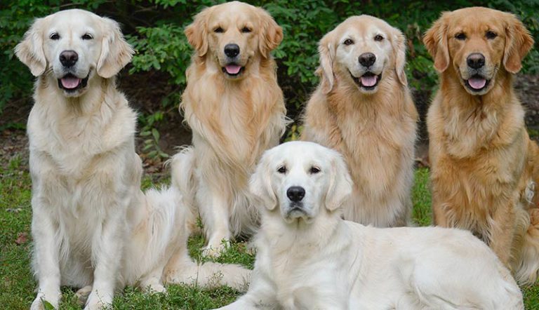 Golden Retriever | A-Z về Đặc điểm- Tính cách- Giá chó Golden