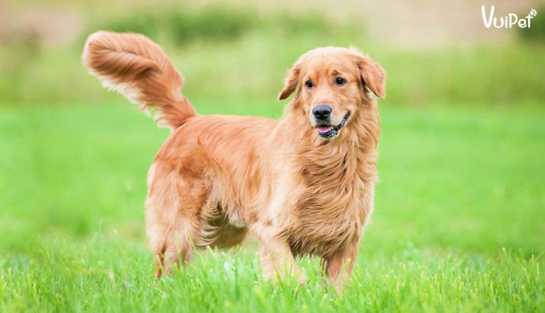 Golden Retriever | A-Z về Đặc điểm- Tính cách- Giá chó Golden