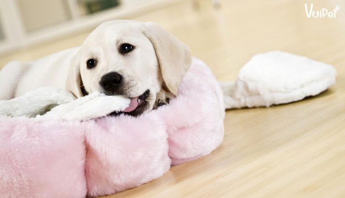 7 điều bạn PHẢI biết trước khi nuôi CHÓ LABRADOR (chó Lab)