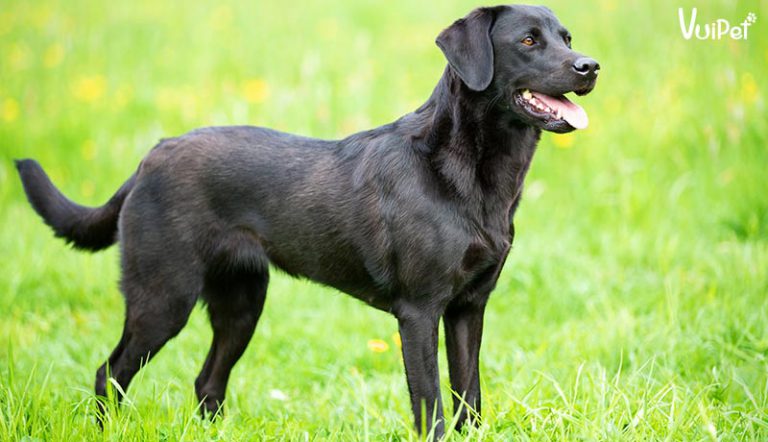 Tất Tần Tật về Chó LABRADOR và Giá Chó Labrador mới nhất