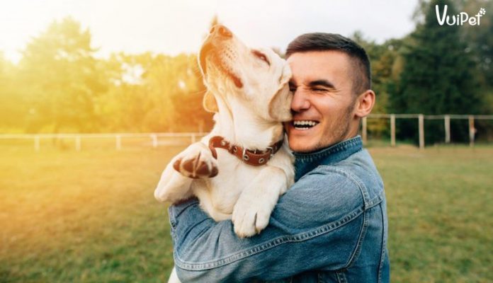 Chó Labrador lai Golden và các chú chó Labrador lai đẹp nhất