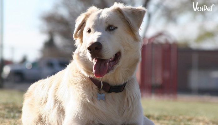 Chó Labrador lai Golden và các chú chó Labrador lai đẹp nhất