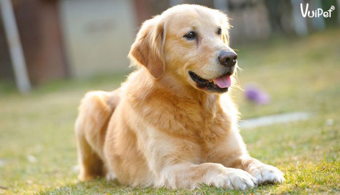 Chó Labrador lai Golden và các chú chó Labrador lai đẹp nhất