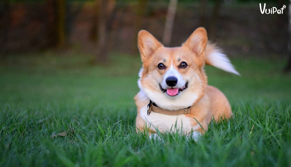 CHÓ CORGI | Thông tin - Giá bán - Địa chỉ mua uy tín