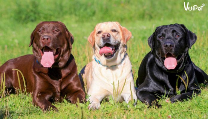 Tất Tần Tật về Chó LABRADOR và Giá Chó Labrador mới nhất