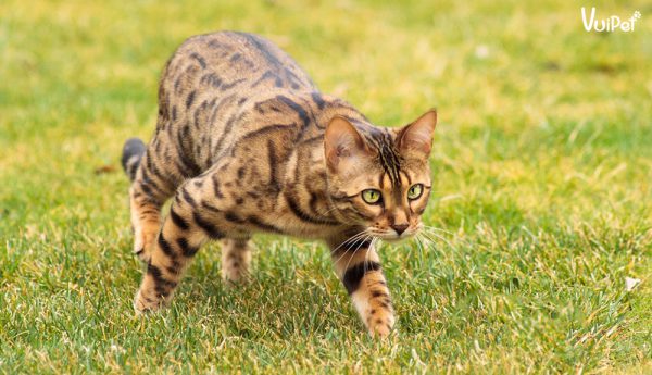 Mèo BENGAL | Từ A-Z đặc điểm, cách nuôi và giá mèo Bengal