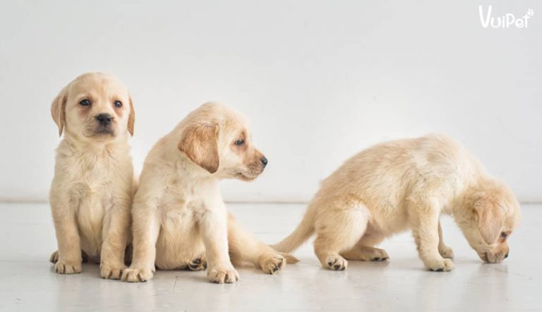 7 điều bạn PHẢI biết trước khi nuôi CHÓ LABRADOR (chó Lab)