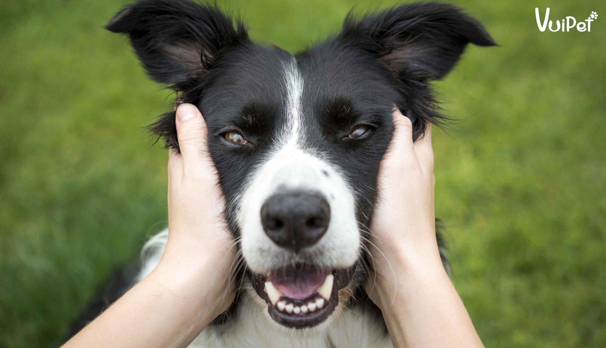 Tất tần tật về chó Chow Chow (Chou Chou) và Giá Chó Chow