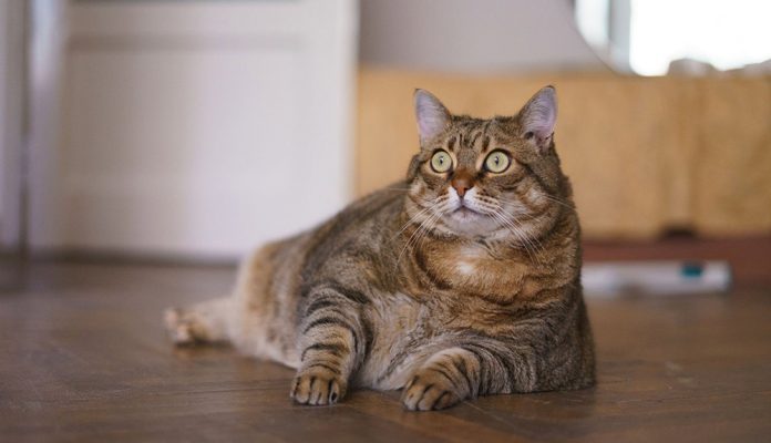 Tuổi Thọ Của Mèo và Các cách để giúp mèo Sống Lâu Nhất