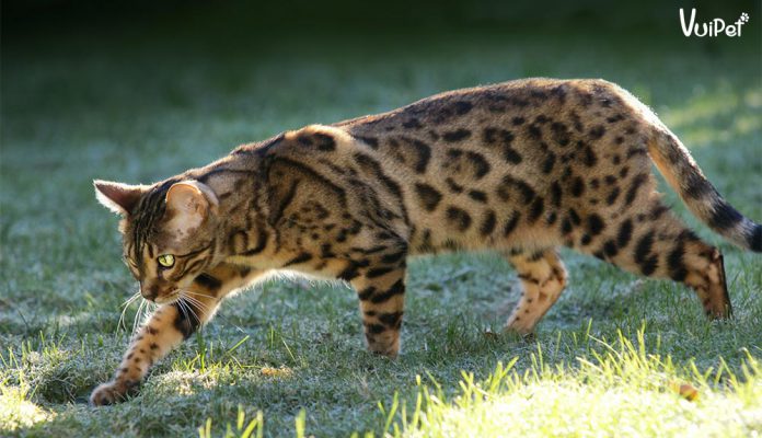 Mèo BENGAL | Từ A-Z đặc điểm, cách nuôi và giá mèo Bengal