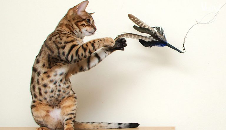 Mèo BENGAL | Từ A-Z đặc điểm, cách nuôi và giá mèo Bengal