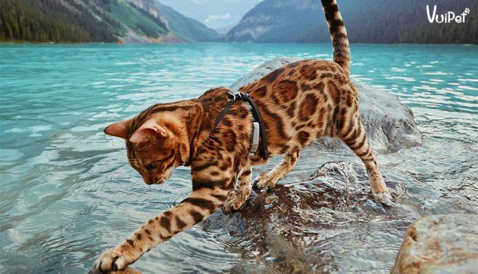 Mèo BENGAL | Từ A-Z đặc điểm, cách nuôi và giá mèo Bengal