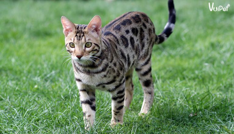 Mèo BENGAL | Từ A-Z đặc điểm, cách nuôi và giá mèo Bengal