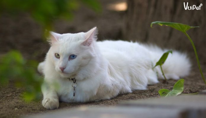 Mèo Angora Thổ Nhĩ Kỳ | Nghĩ là Đẹp Chảnh mà lại Tăng động