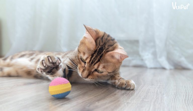 Mèo BENGAL | Từ A-Z đặc điểm, cách nuôi và giá mèo Bengal