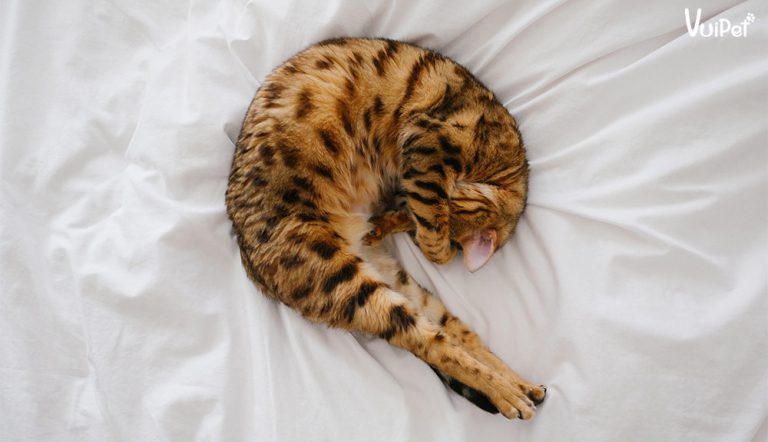 Mèo BENGAL | Từ A-Z đặc điểm, cách nuôi và giá mèo Bengal