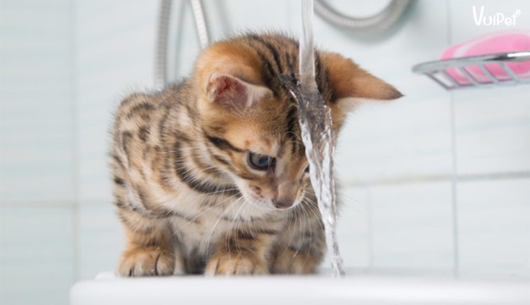 Mèo BENGAL | Từ A-Z đặc điểm, cách nuôi và giá mèo Bengal