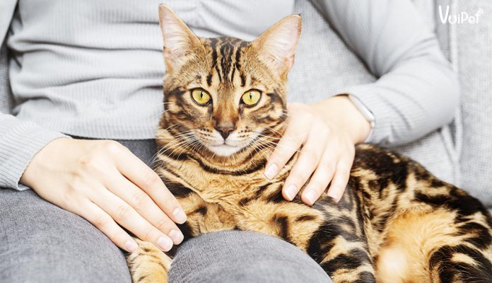 Mèo BENGAL | Từ A-Z đặc điểm, cách nuôi và giá mèo Bengal