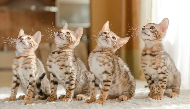 Mèo BENGAL | Từ A-Z đặc điểm, cách nuôi và giá mèo Bengal