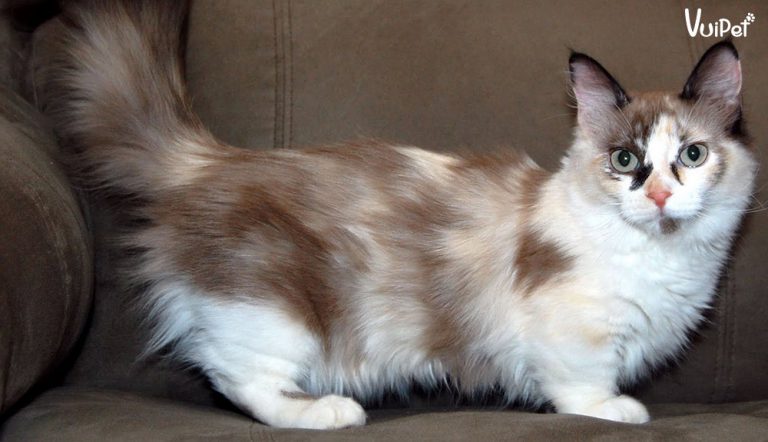 Mèo Munchkin - A-Z đặc điểm, cách nuôi và giá mèo Munchkin