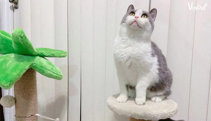 Mèo Munchkin - A-Z đặc điểm, cách nuôi và giá mèo Munchkin