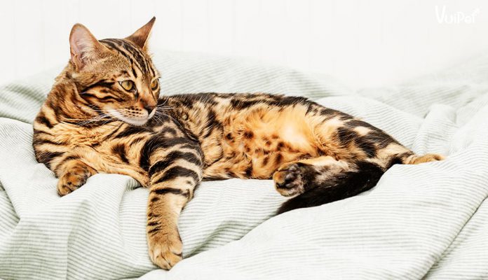 Mèo BENGAL | Từ A-Z đặc điểm, cách nuôi và giá mèo Bengal