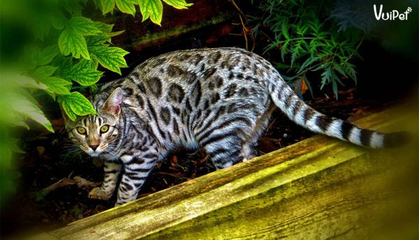 Mèo BENGAL | Từ A-Z đặc điểm, cách nuôi và giá mèo Bengal