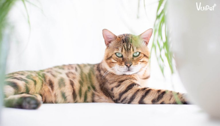 Mèo BENGAL | Từ A-Z đặc điểm, cách nuôi và giá mèo Bengal