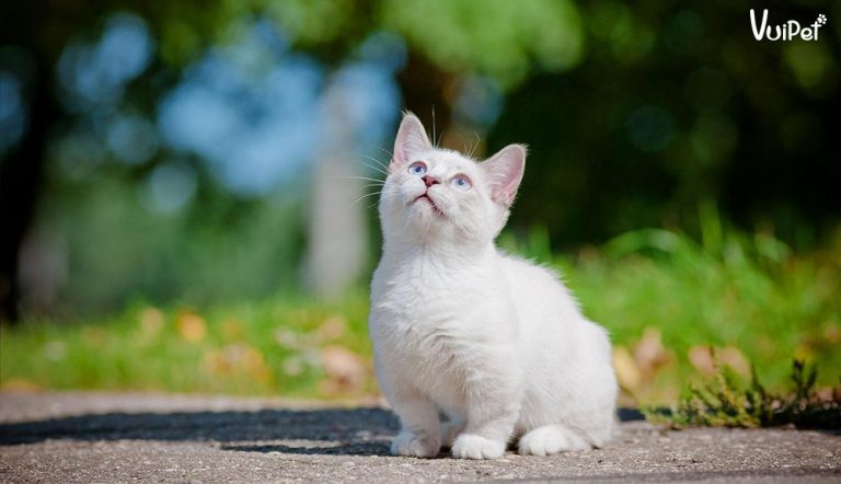 Mèo Munchkin - A-Z đặc điểm, cách nuôi và giá mèo Munchkin