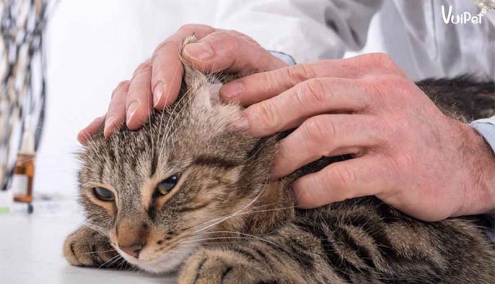 Chi tiết cách nuôi MÈO MƯỚP - MÈO TA khoẻ mạnh, đáng yêu
